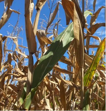 Isolating the Mechanism: Top Dieback in Corn – Advanced Agrilytics