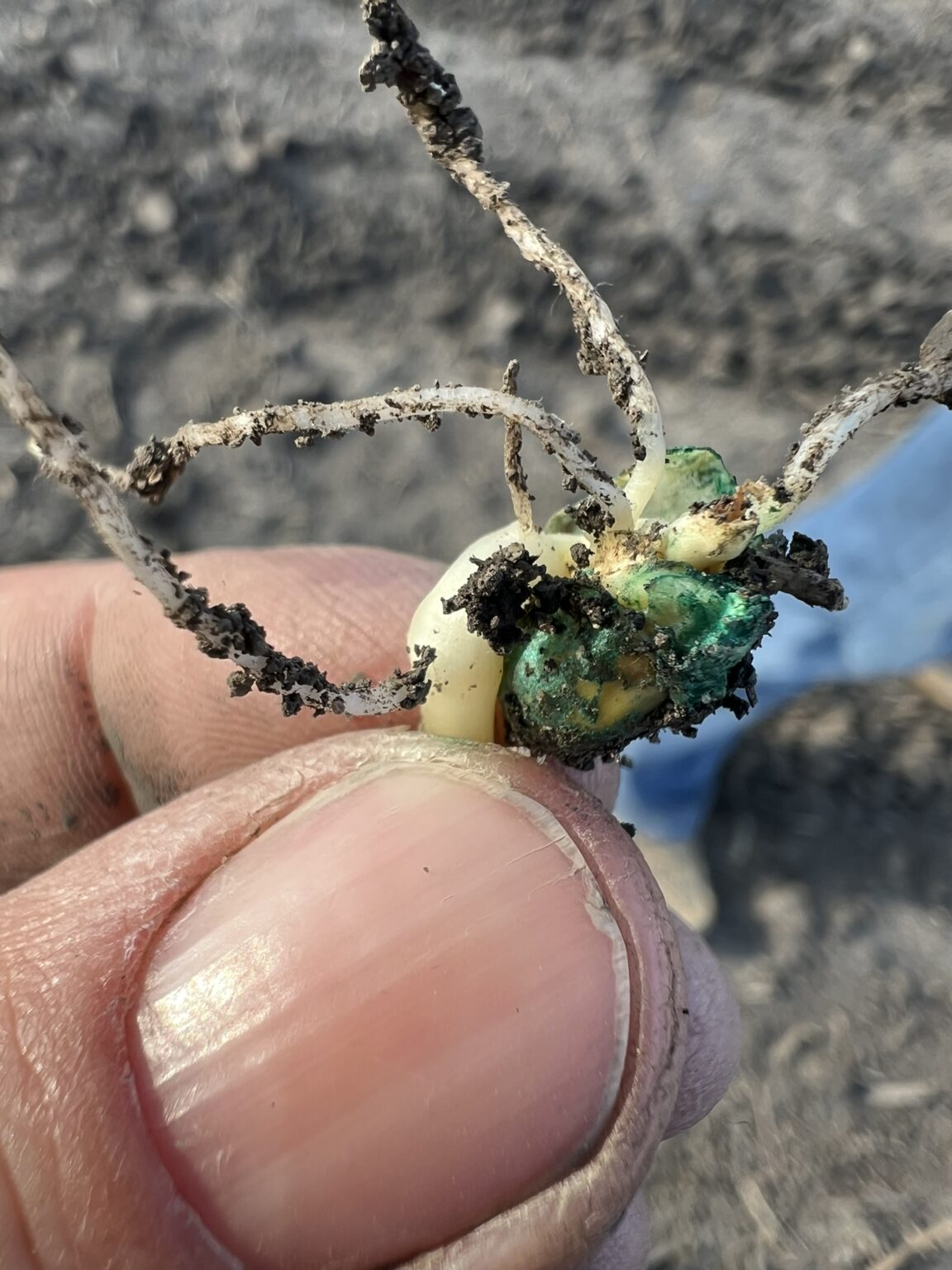 Planting with Confidence: 3 Key Risks and How to Navigate them in 2025 ...