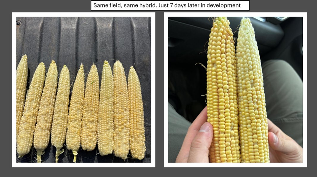 Hidden Stress in a Healthy-Looking Corn Crop: What 2025 Could Teach Us About Yield Risk ...