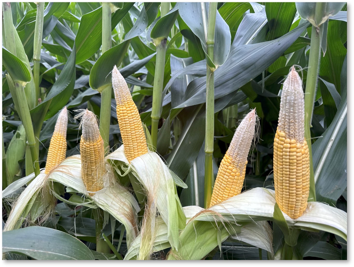 Hidden Stress in a Healthy-Looking Corn Crop: What 2025 Could Teach Us ...