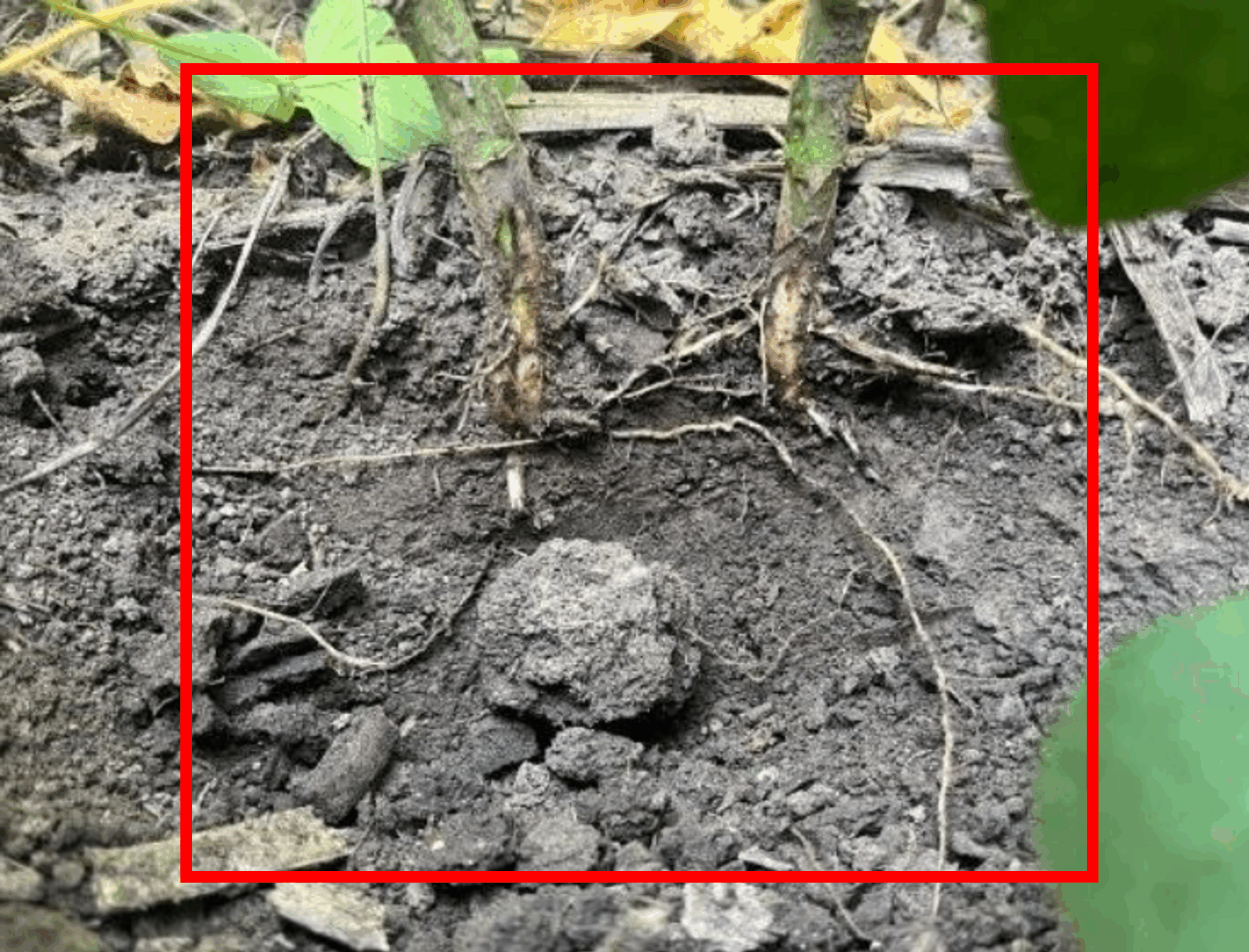 Maximizing Nitrogen Efficiency in a Tough Farm Economy – Advanced ...