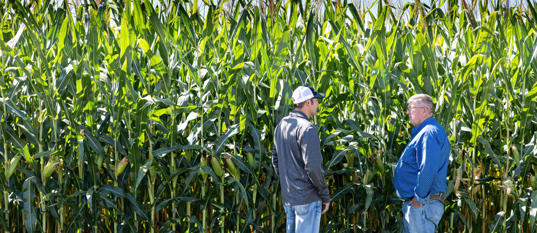 Home – Advanced Agrilytics