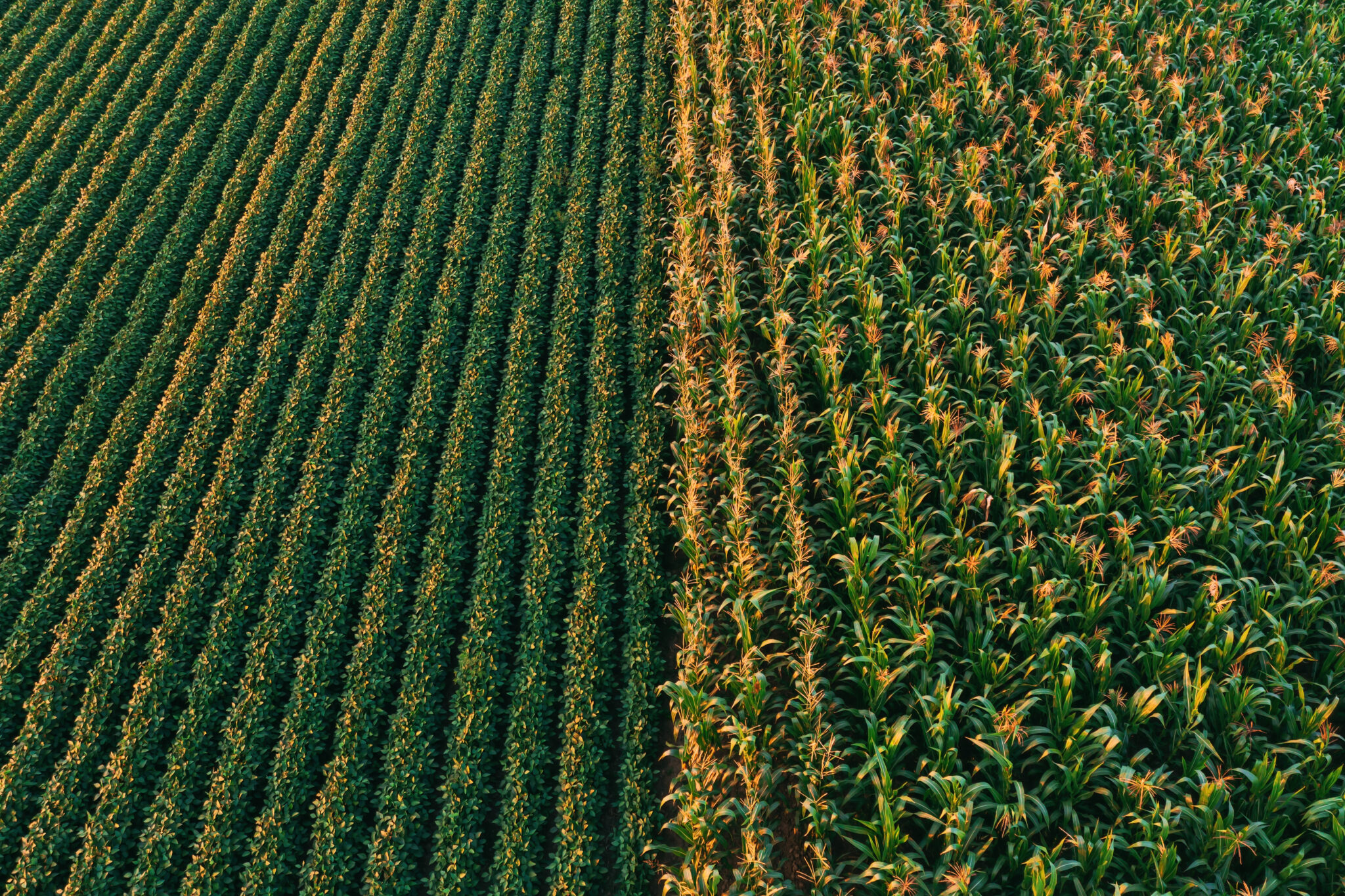 Home – Advanced Agrilytics